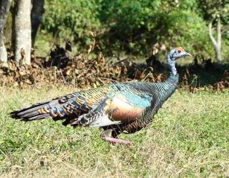 Ocellated Turkey Hunting Outfitter