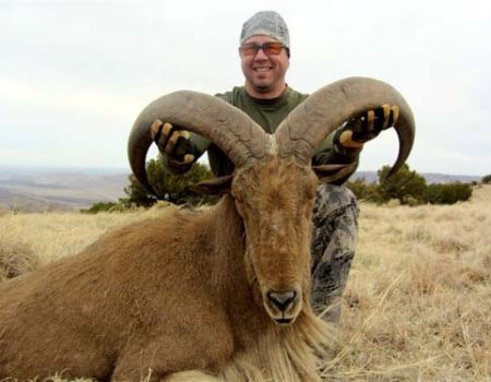 Super Trophy Aoudad Sheep in Texas