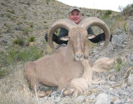 Super Trophy Aoudad Sheep in Texas