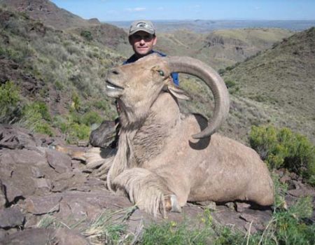 Super Trophy Aoudad Sheep in Texas