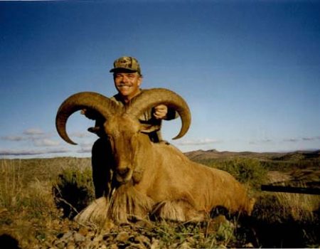 Super Trophy Aoudad Sheep in Texas