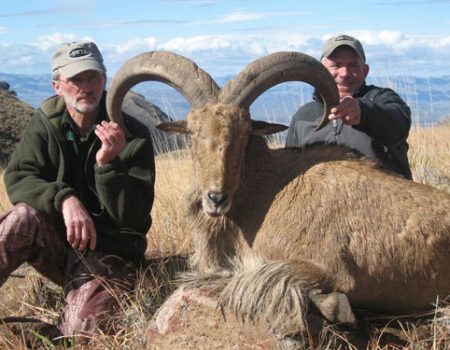 Super Trophy Aoudad Sheep in Texas