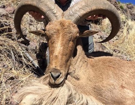 Super Trophy Aoudad Sheep in Texas