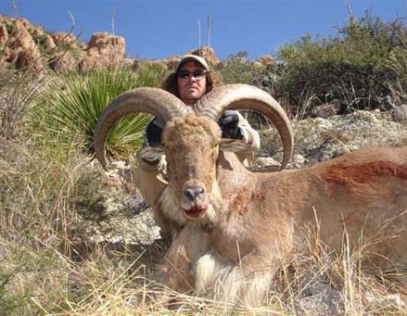 Super Trophy Aoudad Sheep in Texas