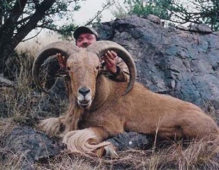 Super Trophy Aoudad Sheep in Texas