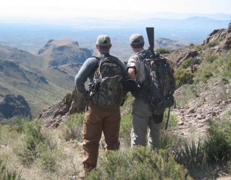 Super Trophy Aoudad Sheep in Texas