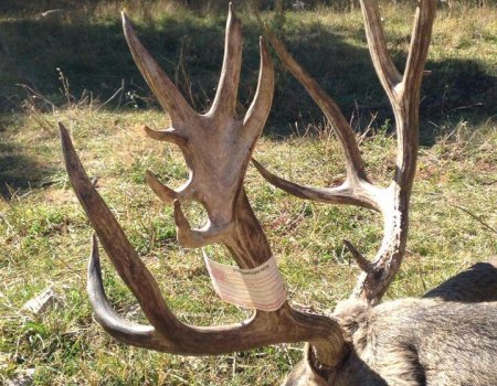 Kaibab Mule Deer Hunting in Arizona
