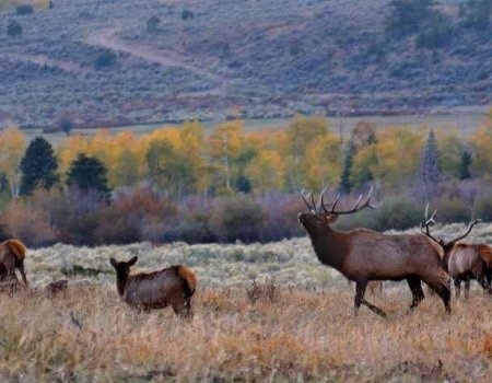 Southern Colorado Archery Elk Hunt